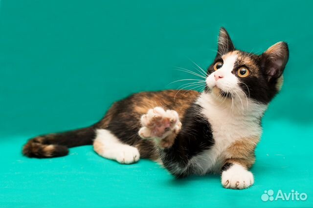 Котенок-девочка Мышка ищет дом