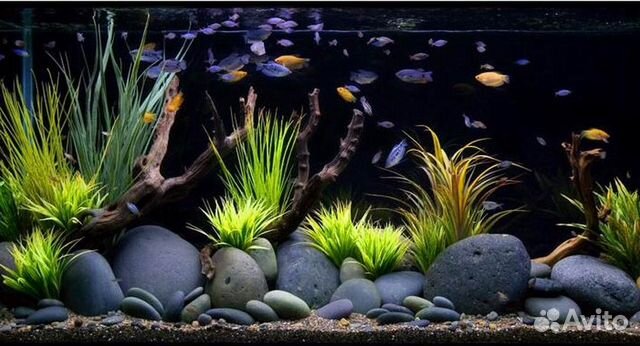 Обслуживание аквариума