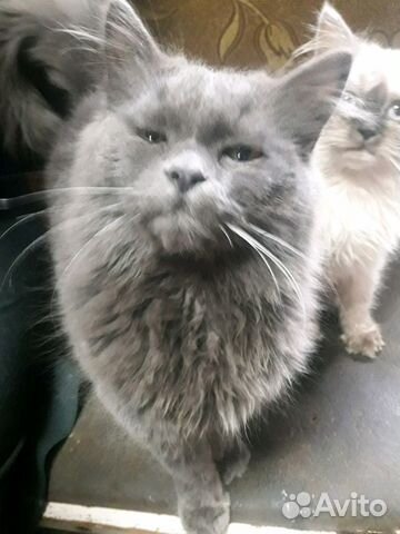 Коты