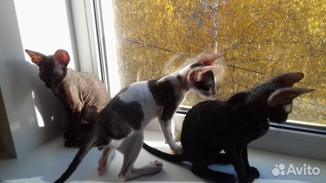 Корниш рекс котята продажа