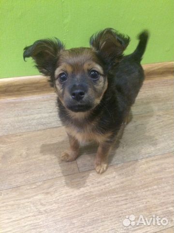 Щенок помесь той-терьера