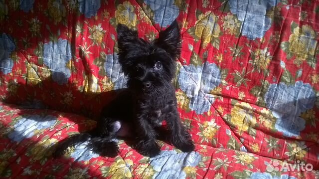 Йорк, кобель, чёрный красавчик