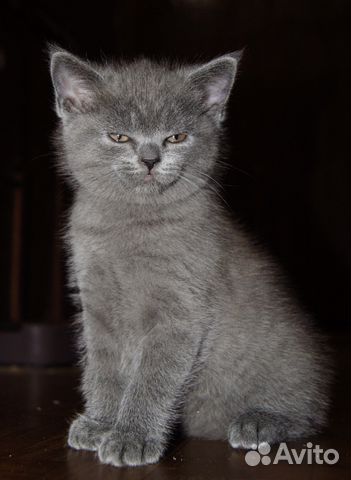 Шотландский котёнок