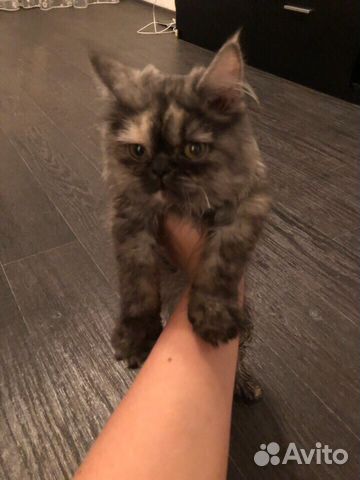 Девочка персиха