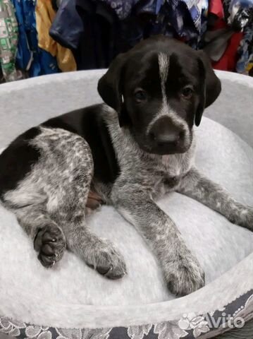 Метис кане корсо и курцхаара в дар