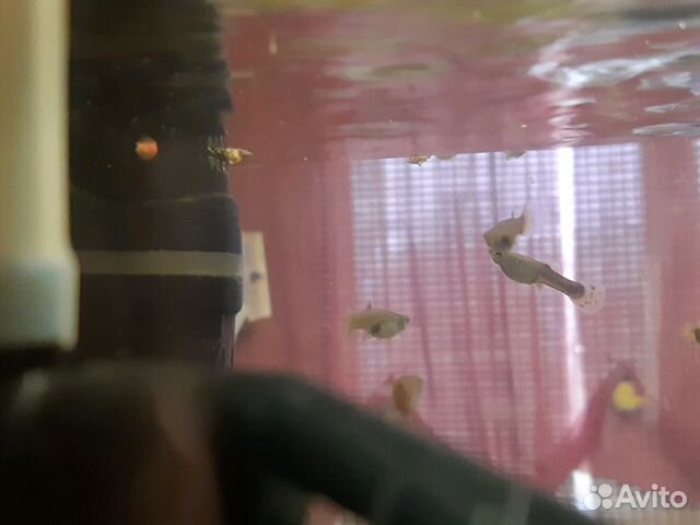 Гуппи,рыбки