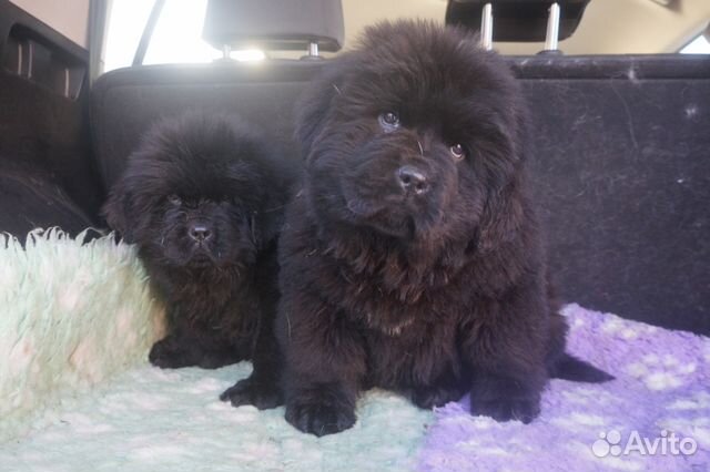 Ньюфаундленд