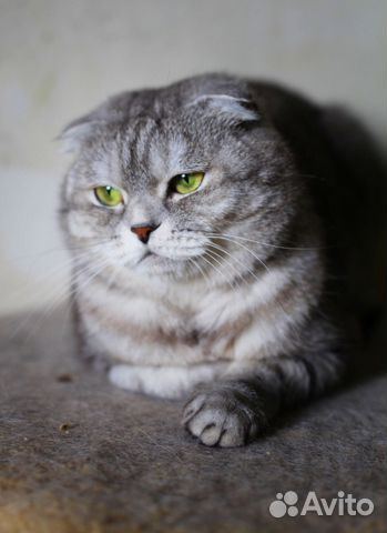 Вислоухая красотка Соня ищет дом