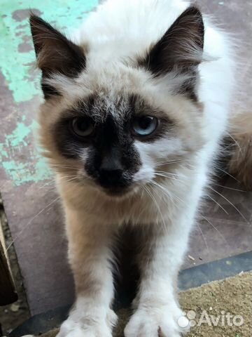 Молоденький котенок Таец