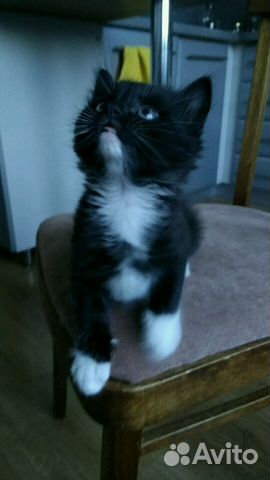 Котенок, ждет своих хозяев