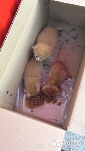 Котята бесплатно
