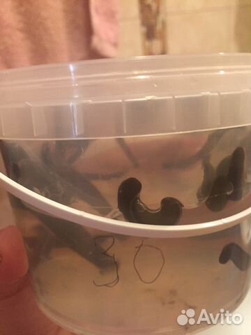 Пиявки медицинские 30 шт