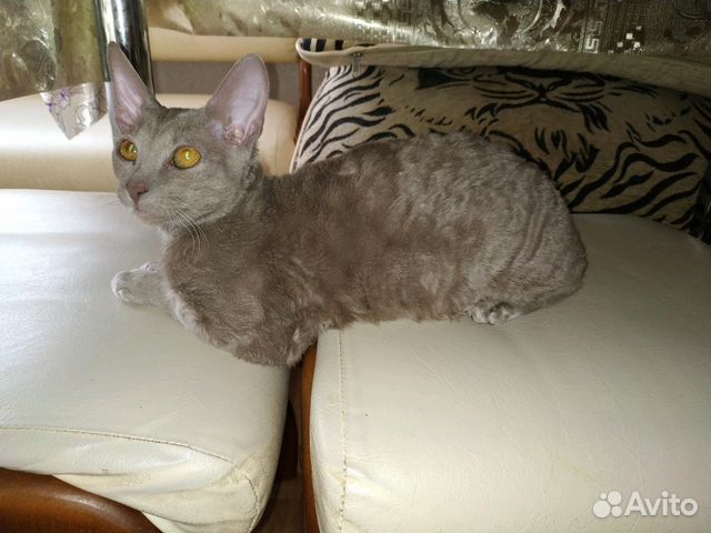 Барашки