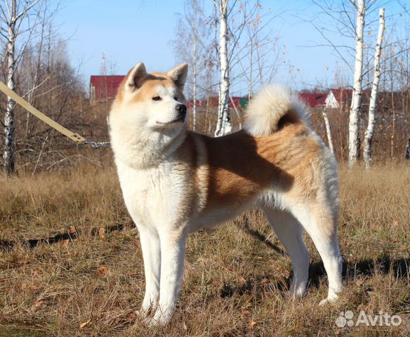 Акита рыжуля красотуля