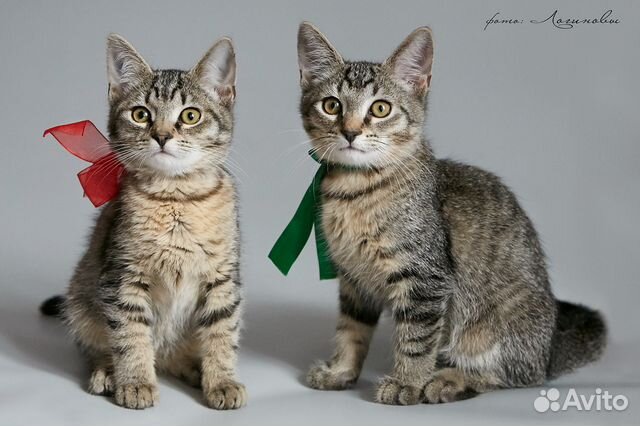 Очаровательные котята 3 месяца,мальчик и девочка