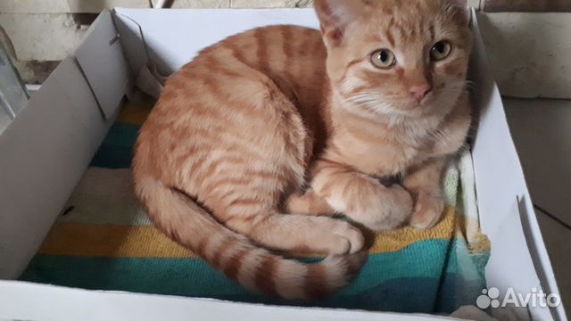 Котята ищут хозяев