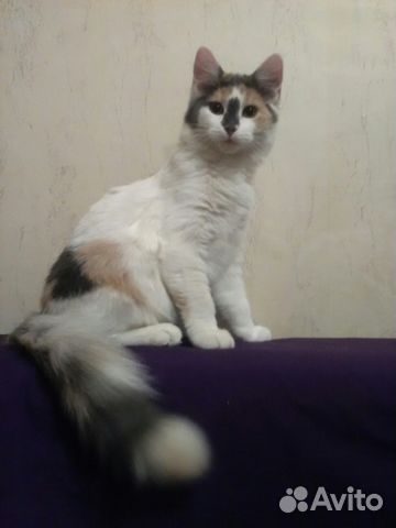 Трехцветное счастье в дом