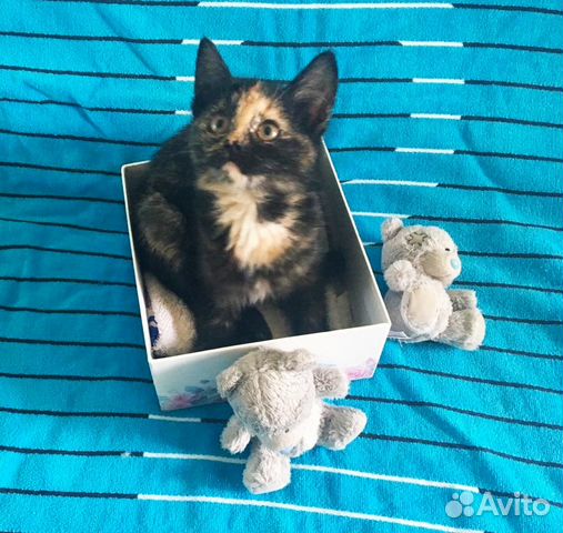 Котенок, метис, 2,5 мес