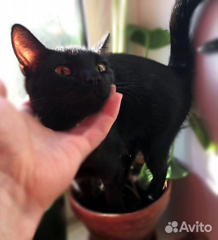 В хорошие руки котенок, 6-7 мес