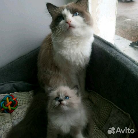 Мальчики и девочки одуванчики(рэгдолл)