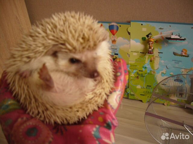 Африканский карликовый ежик 3 месяца