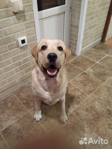 Вязка лабрадора