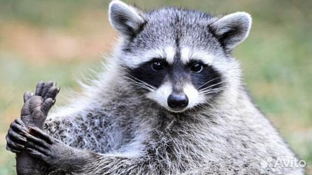 Хочу себе Енота