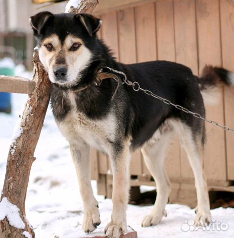Надежный и умный пес Алтын ищет дом