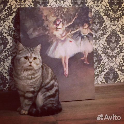 Скоттиш-Страйт