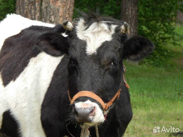 Продажа коров