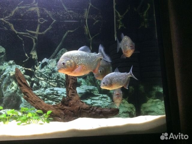 Продаю стаю пираний наттерера 5 шт,возраст около 2