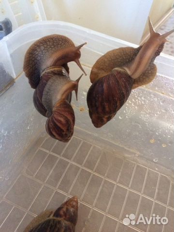 Улитка Ахатина