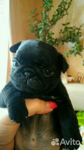 Осталась одна черная девочка