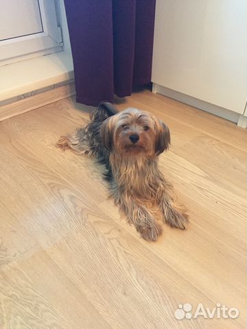 Отдам йорка