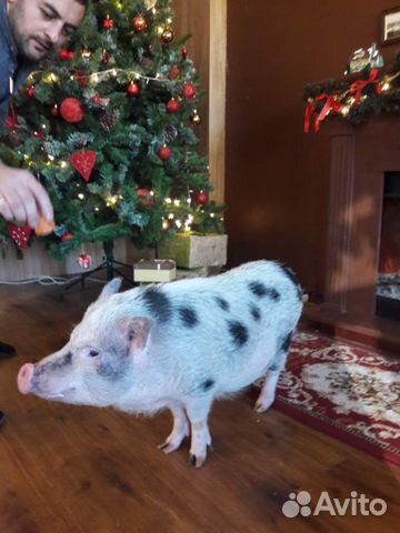 Очаровательный кукольный мини пиг