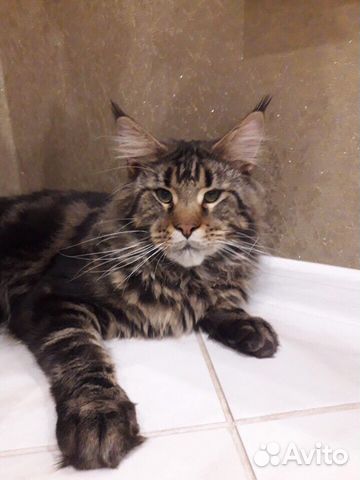 Котята Мэйн кунята