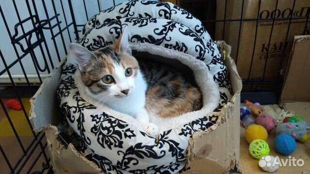 Особенный котенок-девочка ищет дом