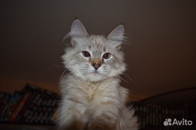 Отдам котёнка в добрые руки