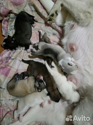 Отдам щенков хаски, бесплатно