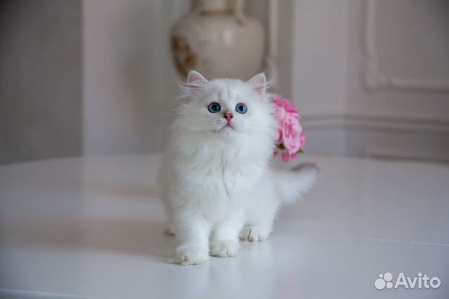 Британский