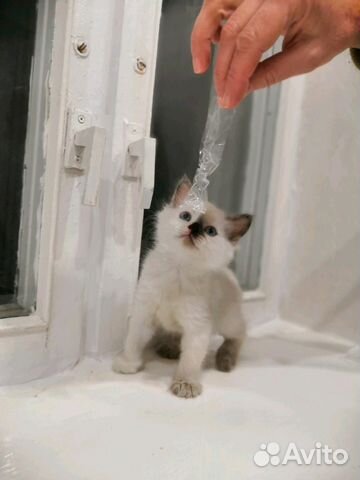 Котёночек супер