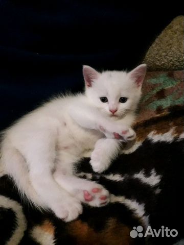 Чудо-котёнок