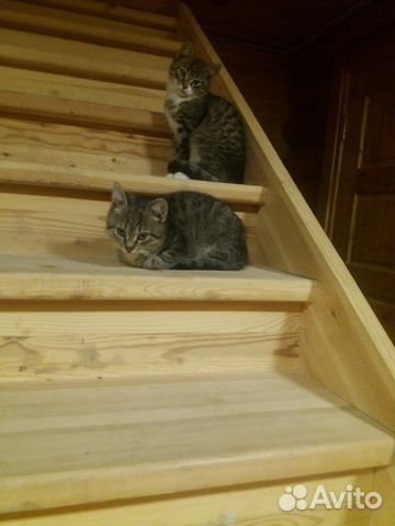 Котята