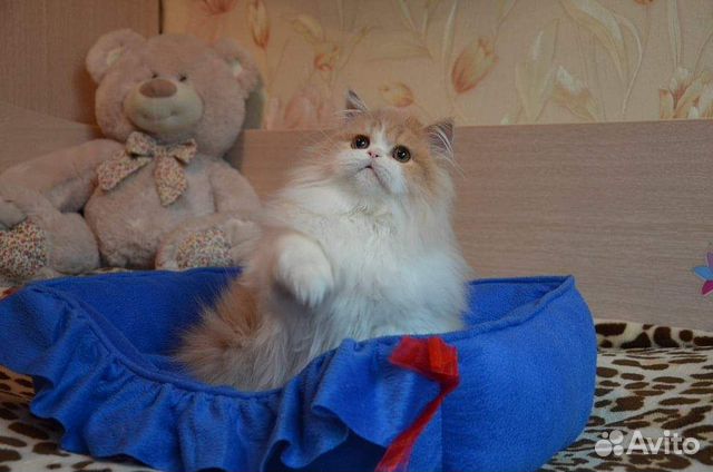 Очаровательный шотландский котёнок