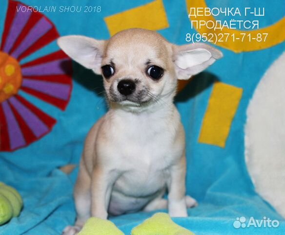 Карамелька девочка г-ш