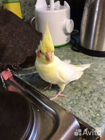 Птенцы кореллы