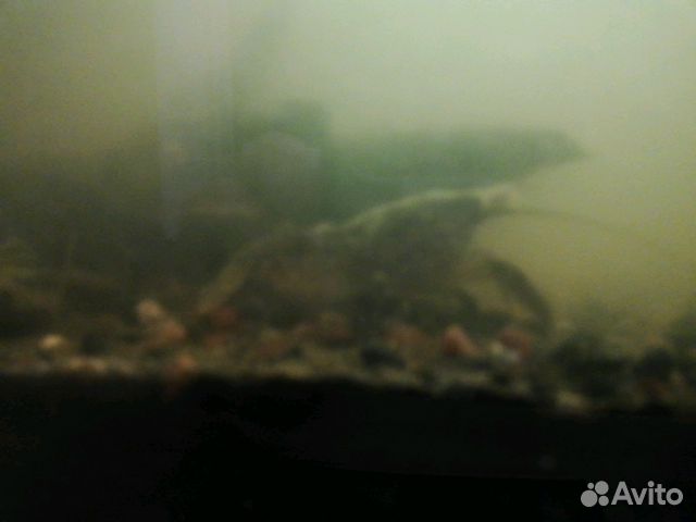 Отдам население аквариумов