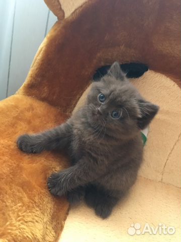 Продам кошечку