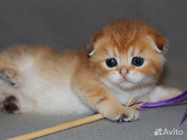 Ярик - золотой солнечный котик