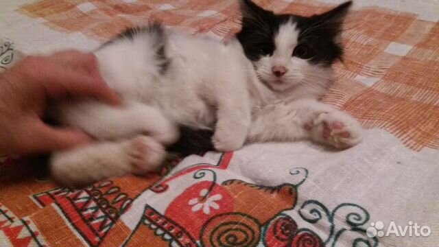 Котенок Борис - черно-белый, плюшевый красавчик